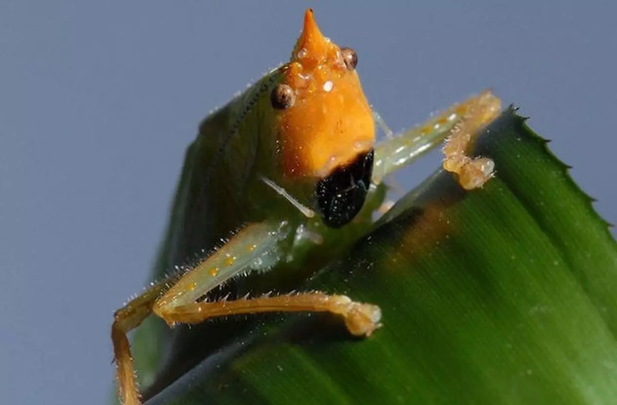 Oreloj de homoj kaj akrido Copiphora gorgonensis. En la homa meza orelo, estas tri ostoj, kiuj estas aktivigitaj per la vibrado de la timpano kaj sendas signalojn tra la kokleo laŭ la nervo al la cerbo. Copiphora, kun oreltruoj sur siaj gamboj, ankaŭ havas timpanan membranon. Tio, siavice, aktivigas la kutiklojn, similajn al la tri ostoj, kaj pli en la sama vejno. Ĉi tiu akrido havas bonegan aŭdon.