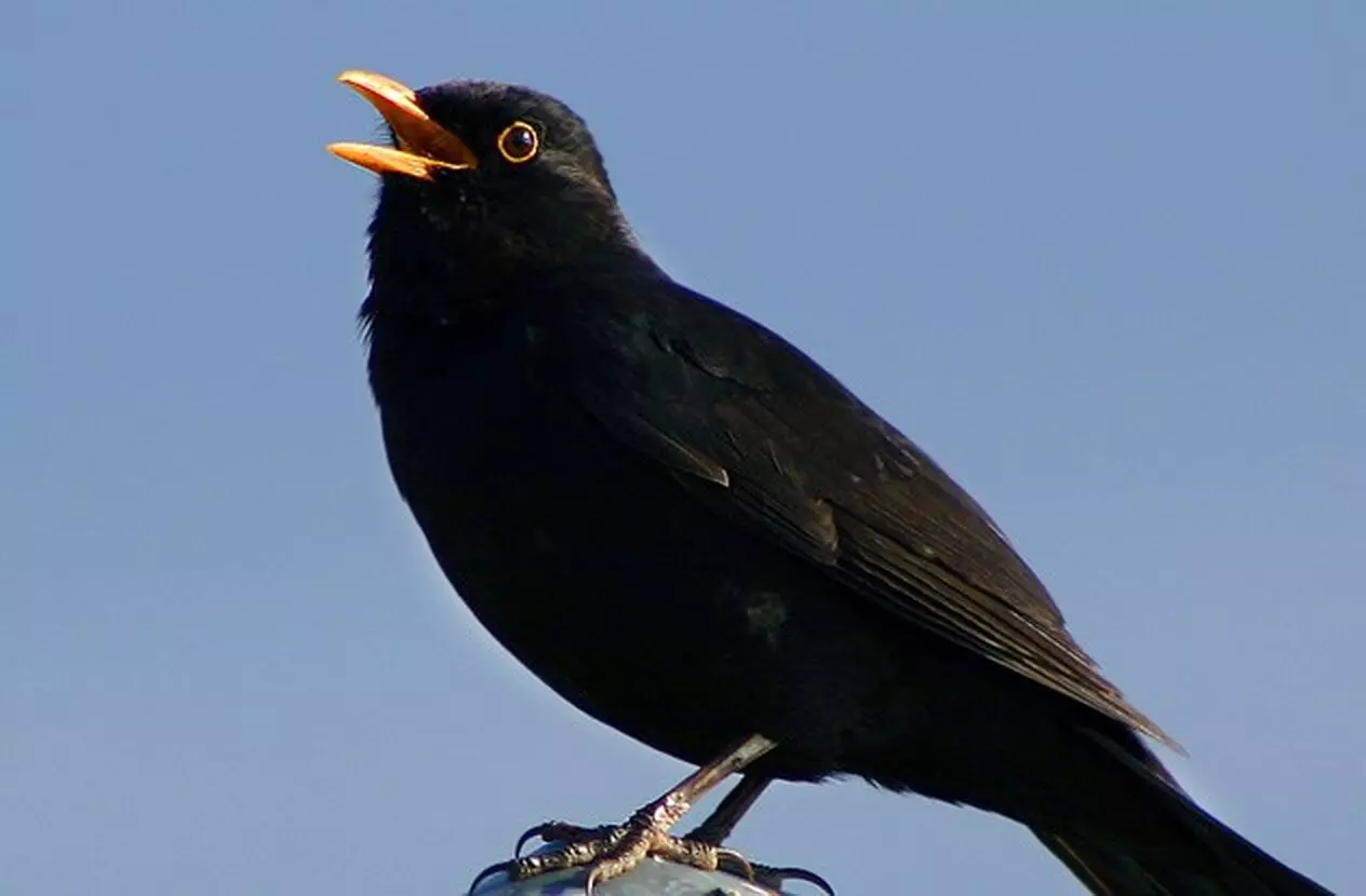 Ried vu Leit a Villercher. D'Fäegkeet vu Papageien a Kueben fir Ried ze imitéieren, a Songbirds fir Melodien ze weisen, ass net zoufälleg. Et gi ongeféier 50 Sätze vun Genen verantwortlech fir d'Entwécklung vu Vokalfäegkeeten souwuel bei Mënschen wéi och a Lidd a "schwätzen" Villercher. Den Neurowëssenschaftler Erich Jarvis mengt datt wann en Organismus biologesch fäeg ass ze schwätzen, et e ganz klenge Set vu Méiglechkeeten ass fir wéi d'Gehir déi entspriechend Strukturen formt.