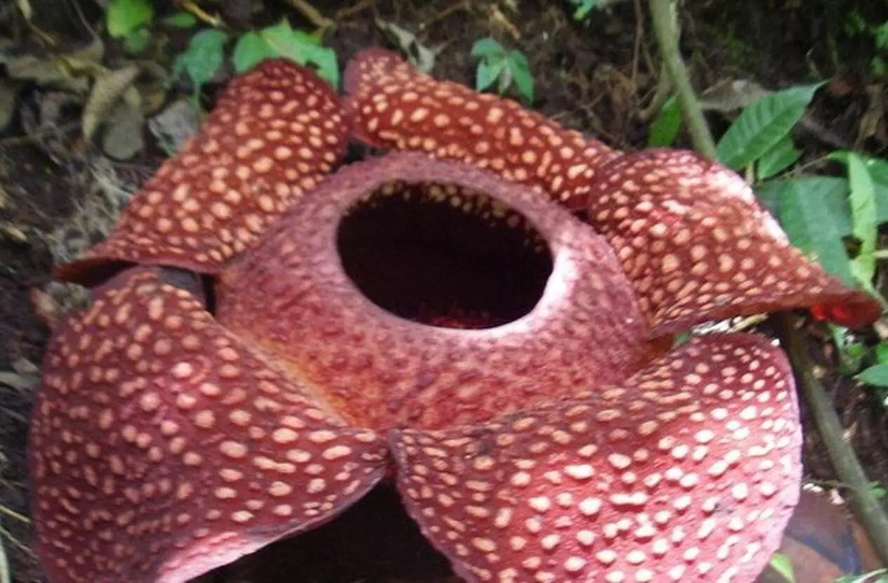 Verschidden net verwandte Planzenaarten hunn "geléiert" e spezifesche Geroch z'entwéckelen, deen nëmme bestëmmten Insekten unzitt an all déi aner repetéiert. Speziell de Geroch vu verrotten Fleesch fir Mécken ze lackelen. D'Strategie ass net déi agreabelst, awer onheemlech effektiv.