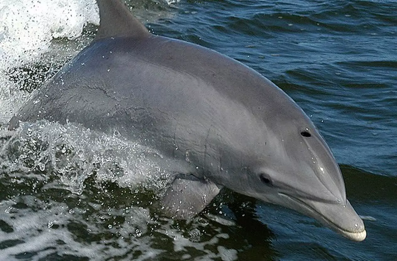 Echolocation bei Fliedermais an Delfinen. Den agebaute "Radar" deen Iech erlaabt Tounsignaler ze schécken fir d'Ëmwelt a Fliedermais a Cetaceanen ze studéieren ass komplett onofhängeg entwéckelt. Et gëtt eng Theorie datt dëst méiglech gemaach gouf duerch eng spezifesch Mutatioun vu ronn 200 Sets vun Genen a béid Arten.