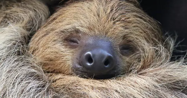 Nijsgjirrige feiten oer sloths: 10 eigenskippen fan bisten dy't jo miskien net witte oer