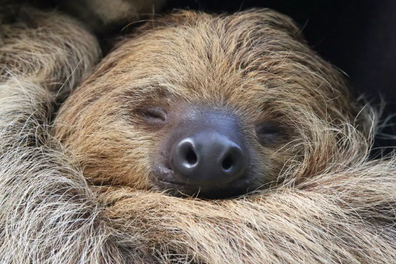 10 Incredible feiten oer sloths