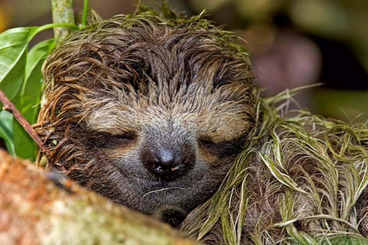 De measte soarten fan sloths hawwe in ekstreem akuut gefoel fan geur, se binne by steat om maklik te ûnderskieden de plant fan belang foar harren út de totale massa fan de jungle op in flinke ôfstân.