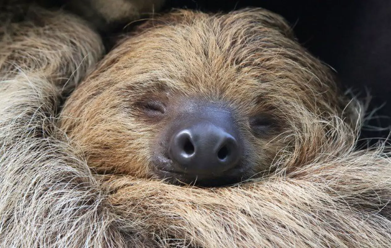 Leňochy sa pohybujú tak pomaly, aby šetrili energiu. Je to spôsobené tým, že všetky lenochody jedia výlučne rastlinnú potravu a nedostávajú všetky potrebné vitamíny. Takýto pomalý rytmus života im umožňuje zbytočne neplytvať kalóriami navyše.