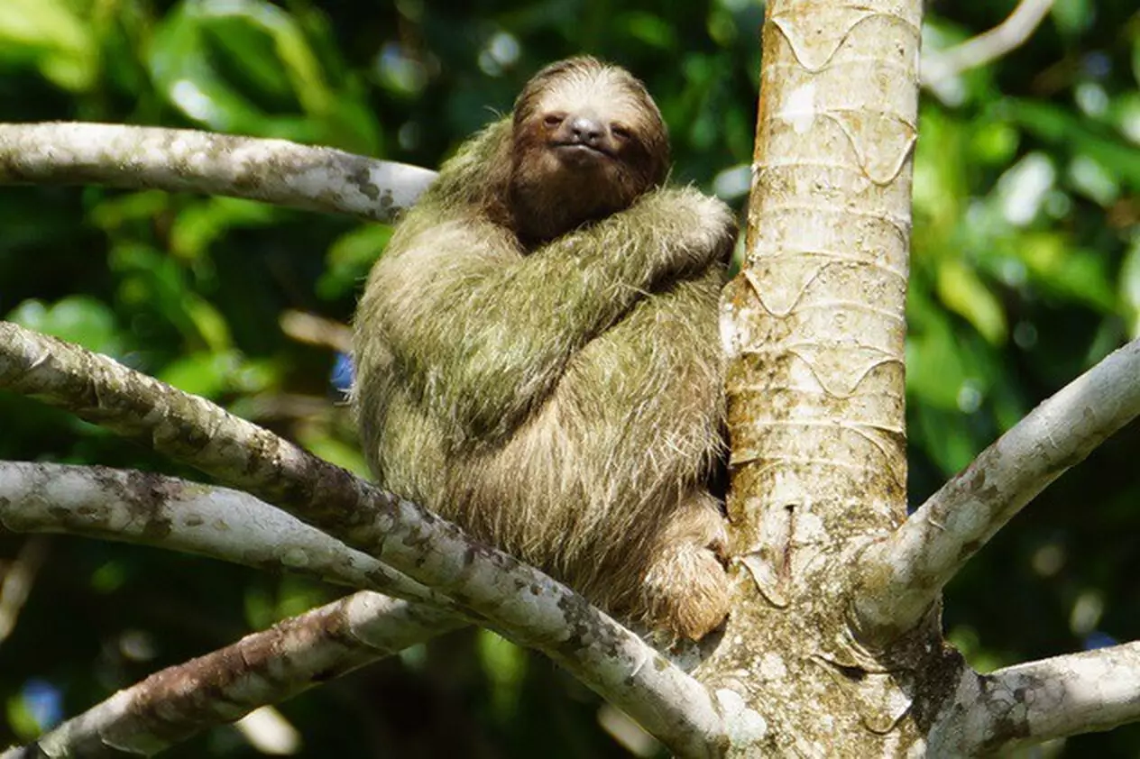 Symbioatyske blau-griene algen groeie op 'e bont fan guon luie soarten. Foar sloths spylje se de rol fan ferklaaiïng