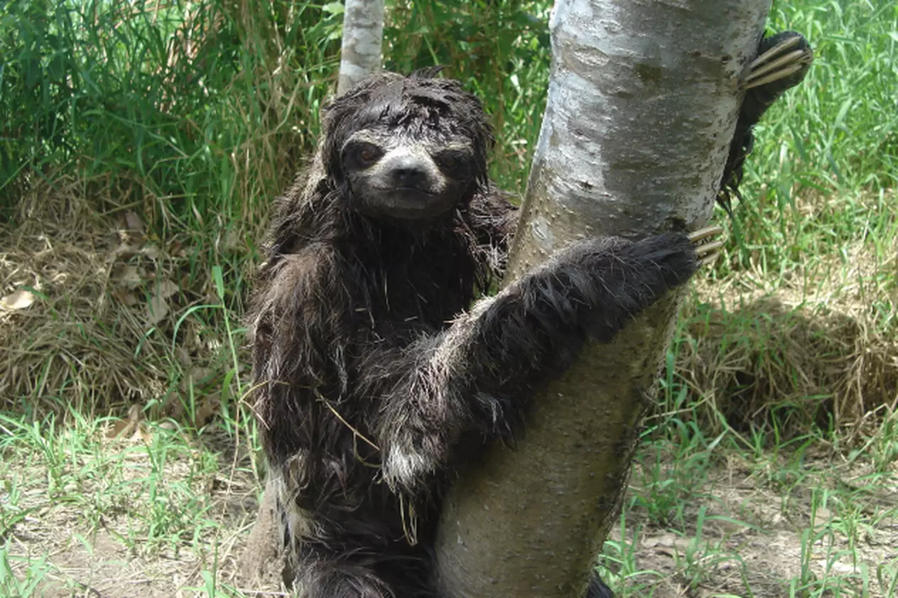 Sloths komme allinich fan beammen del om harsels te ûntlêsten, en dit bart normaal net mear as ien kear elke 5-7 dagen