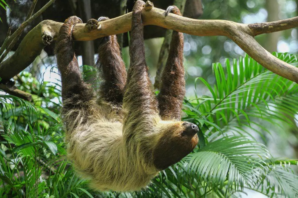 It duorret 3-4 wiken foar sloths om bepaalde soarten plantaardige fiedings te fertarren. It feit is dat har spijsvertering systeem ek traach is.