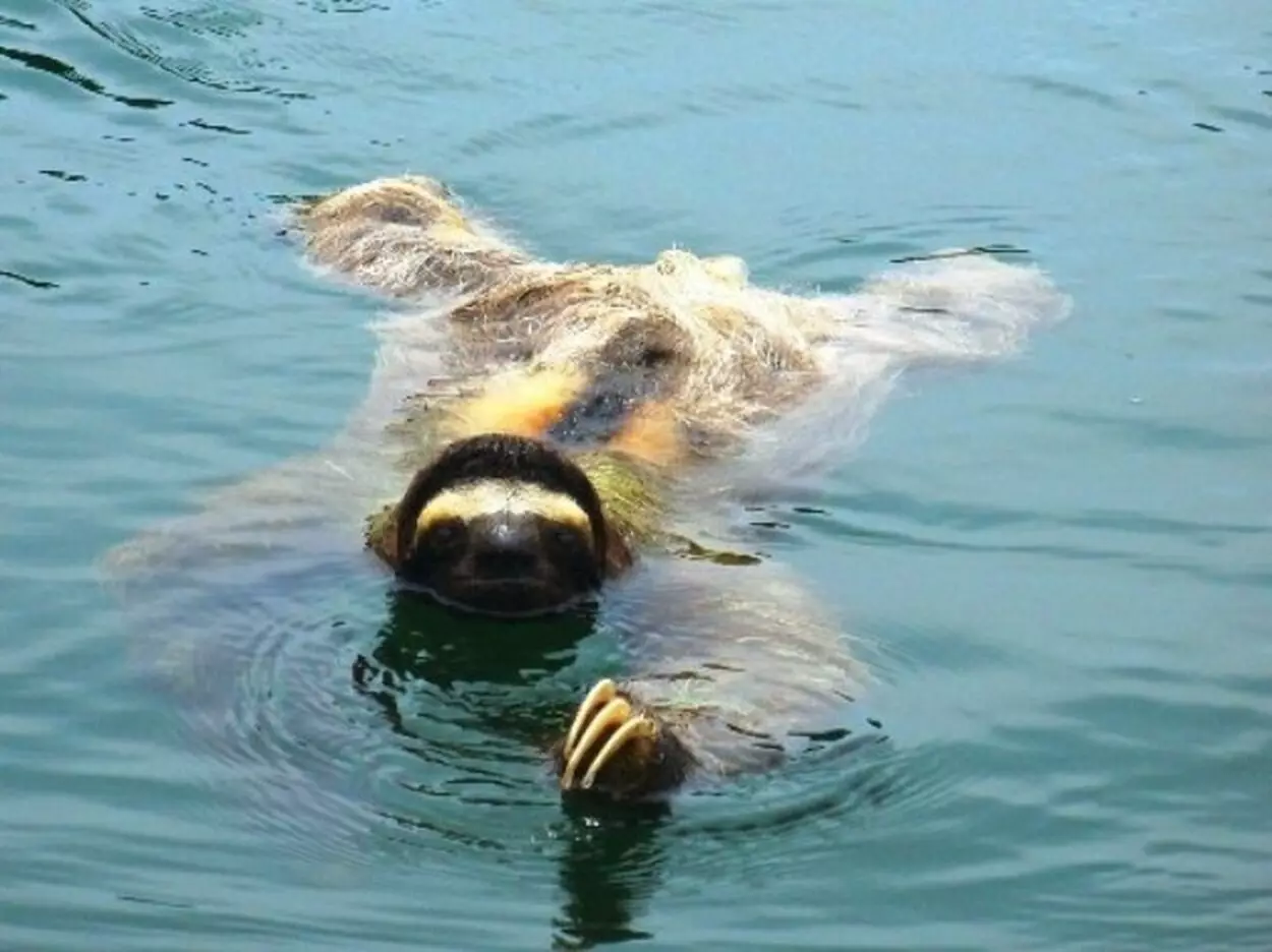 Sloths yog cov swimmers zoo heev, oddly txaus