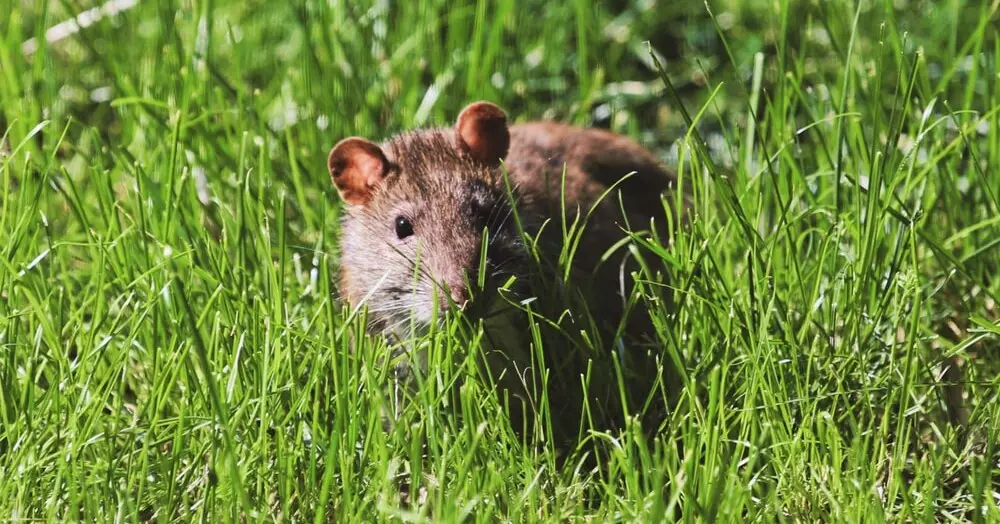 Onko mahdollista kelata muistia taaksepäin kuin elokuvaa?