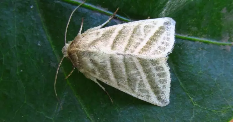 La falena ha imparato a usare il veleno che le piante hanno sviluppato per respingere gli insetti