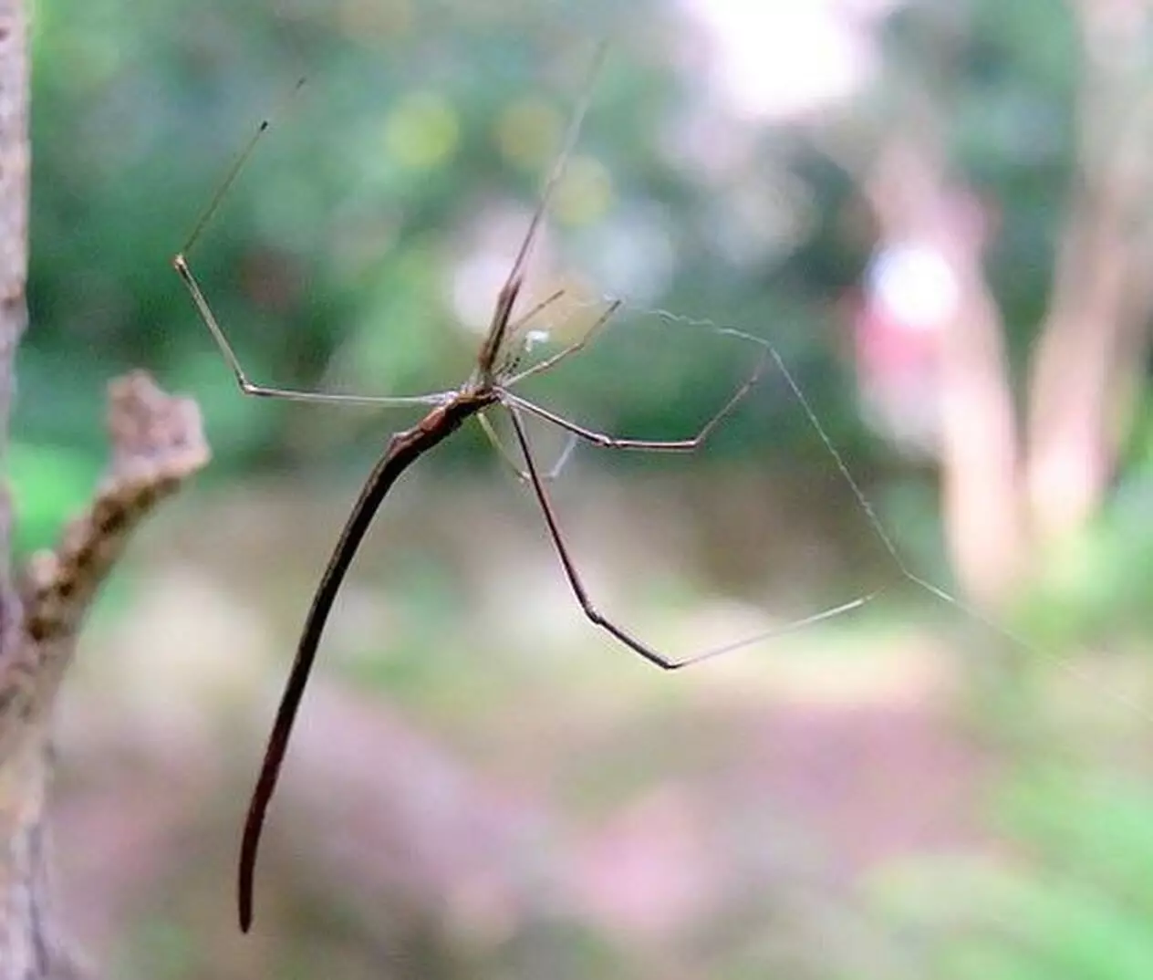 Igitagangurirwa cya Argyrodes colubrinus nkigishishwa ni gito - uburebure bwa milimetero 13 gusa (igitsina gore kugeza kuri 22) n'ubugari bwa milimetero. Yiboha inshundura, ariko yuburyo bworoshye, uhereye kumutwe, kandi igwa kumuhigo kuva hejuru iyo ikora kumutego. Igitagangurirwa kirahiga cyane cyane nijoro, gihitamo kwihisha ku manywa, kigira nk'igihingwa.