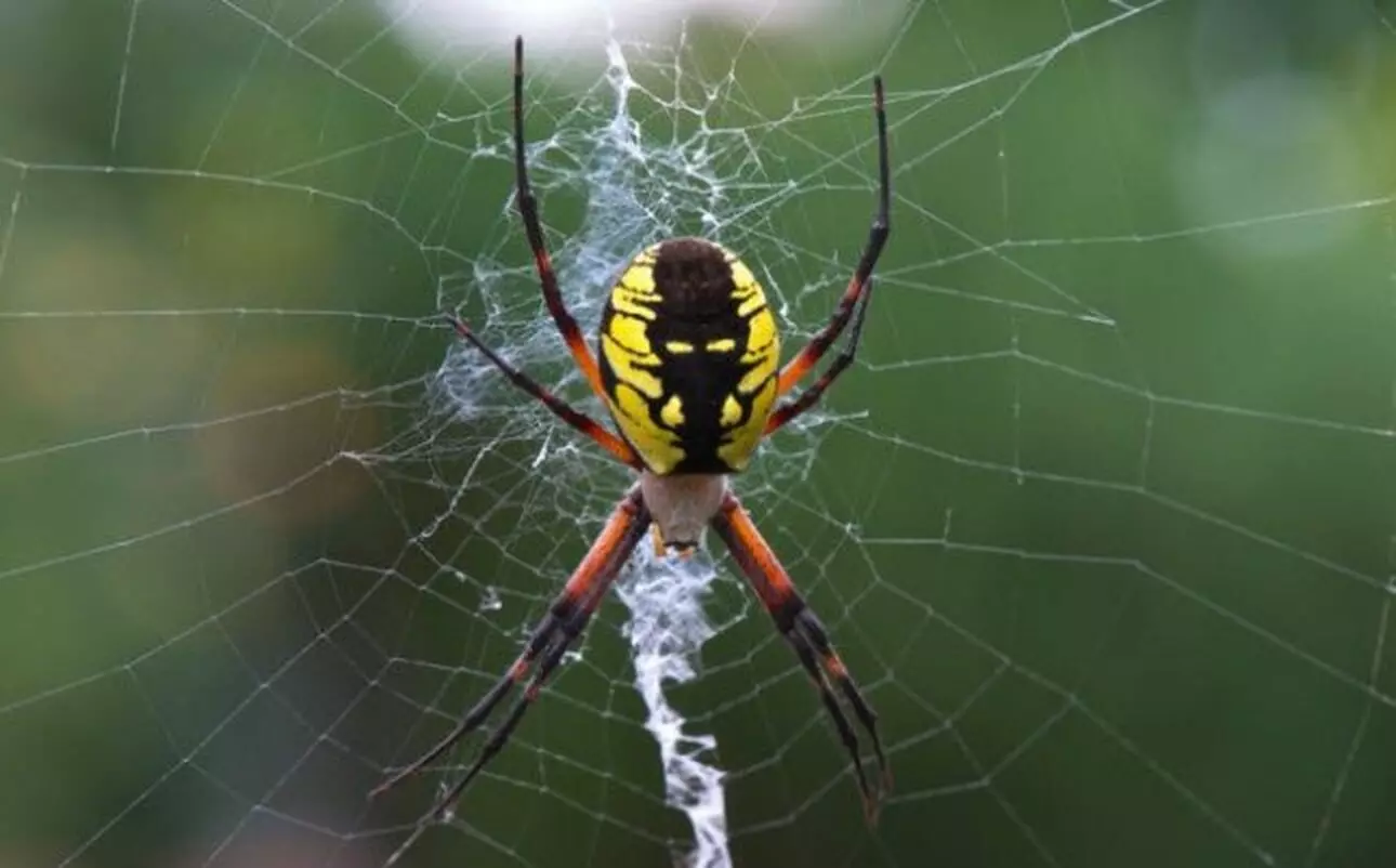 Argiope generoko lorategiko armiarma beltz-horiek liztorra imitatzen dute, baina pozik jasaten dute euren sareetara hegan egiten badute. Sexu-dimorfismorik indartsuena dute: emeak lau aldiz gainditzen du arra baino. Aldi berean, arra bizitzan behin bakarrik estaltzeko gai da, eta ondoren berehala hiltzen da. Emeak hildako bikotea darama gutxienez ordu erdiz.