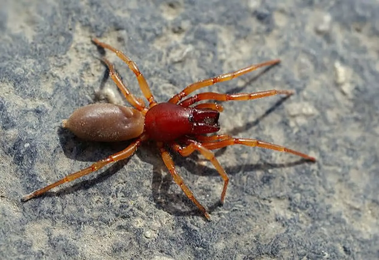 Dysdera crocata espezieko armiarmak ezohiko harrapakinak hartzen dituzte - egur-zorriak. Haien kelicero luzeek basoaren armadura gainditzeko eta pozoia injektatzeko aukera ematen dute. Jendeari hozka egiteko ere gai dira, baina sentsazio mingarriak eta ondorengo azkura desatseginaz gain, haien ziztadak ez du ondoriorik.