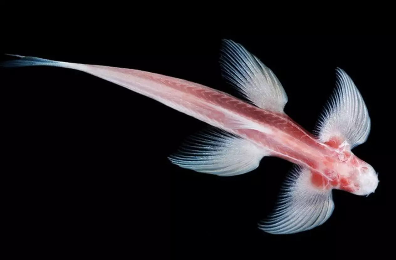 One of Taiwan's wall-climbing freshwater cavefish species shares many similarities in body structure with amphibians and reptiles. This discovery was made at the Institute of Technology of New Jersey, and it should help scientists understand exactly how the process of evolution of the most ancient fish into terrestrial tetrapods took place.