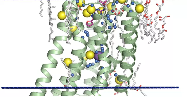 Ресейлік физиктер белок молекулаларының ішіне қарауды үйренді