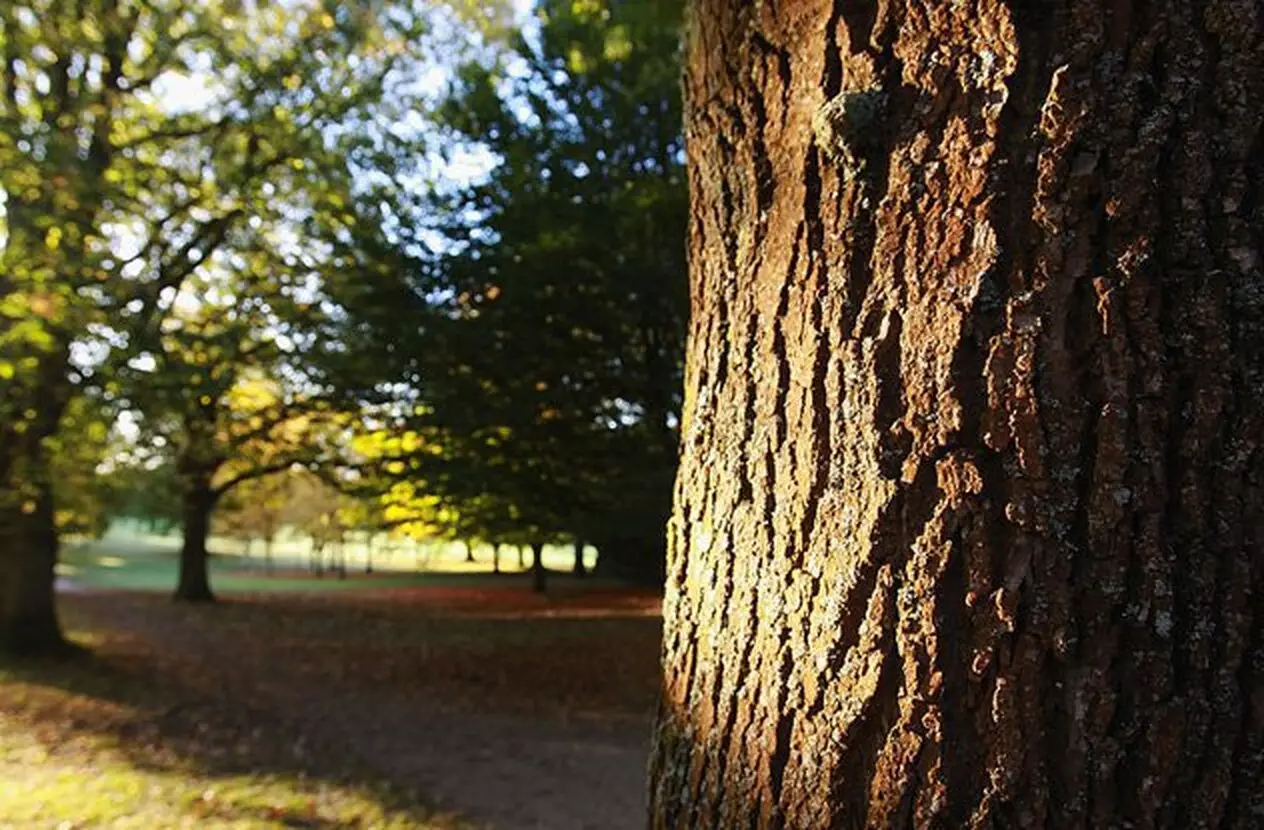 "Slapen bomen" na actieve fotosynthese gedurende de dag? Finse wetenschappers zijn er zeker van dat ja. Ze gebruikten infraroodlicht om berkenbomen te bestuderen en vonden een patroon: bladeren en takken hangen 's nachts en komen dan weer op voor zonsopgang. Blijkbaar was dit de eigen cyclus van de boom, en niet "reflexen" onder invloed van zonlicht.