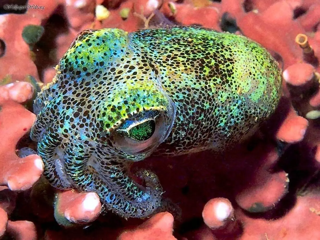 Idiosepius paradoxus, shuningdek, shimoliy pigmy kalamar sifatida ham tanilgan, sepiloid tartibining vakili, "chuchvara kalamar". Dunyodagi eng kichik sefalopodlardan biri, uzunligi 16 mm ga etadi. Janubiy Koreya va Yaponiyaning qirg'oq suvlarida yashaydi.