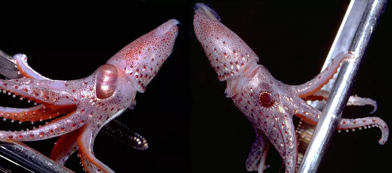 Ang Histioteuthis ay isa pang species ng deep sea squid. Lubos silang umaasa sa paningin upang makahanap ng biktima at gumagamit ng mga mata na may iba't ibang laki at hugis upang gawin ito. Ang isa sa mga mata ng pusit ay dalawang beses ang lapad kaysa sa isa at maaaring lumabas mula sa ulo nito na parang teleskopyo.