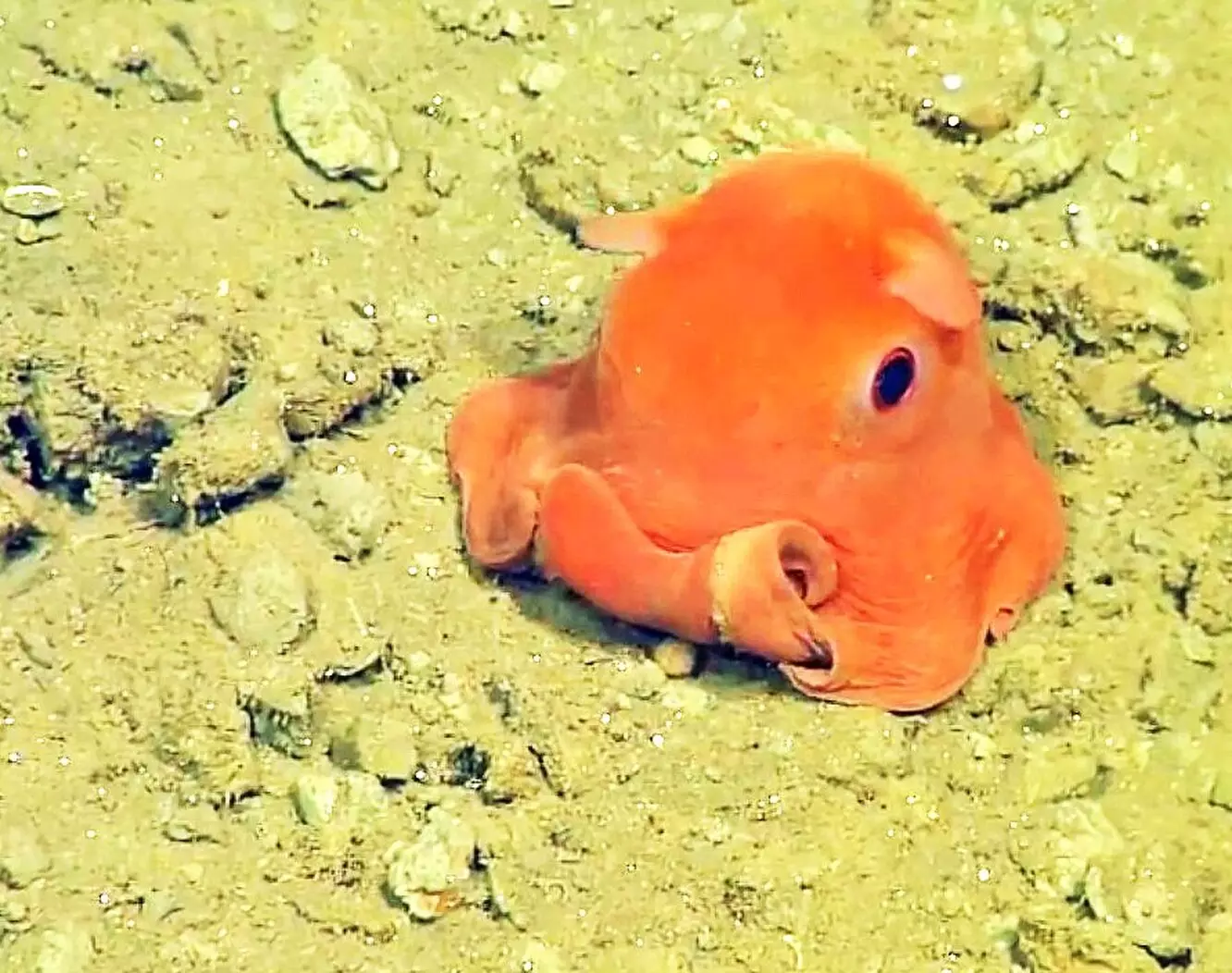 Opisthoteuthis californiana to gatunek małej ośmiornicy z płetwami, która żyje na głębokościach od 200 do 1500 metrów. Najczęściej wolą czołgać się po dnie, ale potrafią też szybko pływać, doganiając zdobycz. Najbardziej niezwykłą cechą tych ośmiornic jest ich niesamowicie uroczy wygląd. Dostaną jednego zamiast kociaka, prawda?