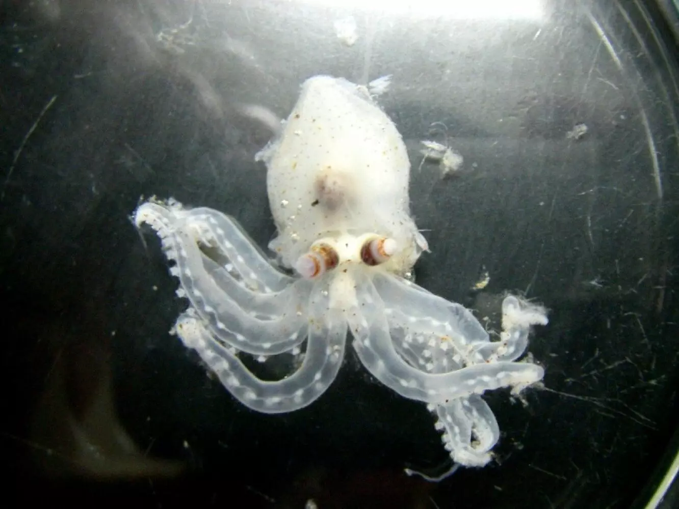 Ang Amphitretus pelagicus ay ang tanging octopus sa mundo na may teleskopikong mga mata. Sa kabila ng kahanga-hangang hitsura nito, ang paghahanap nito sa karagatan ay hindi isang madaling gawain, dahil halos ganap itong transparent at hindi lalampas sa 10 cm ang haba.