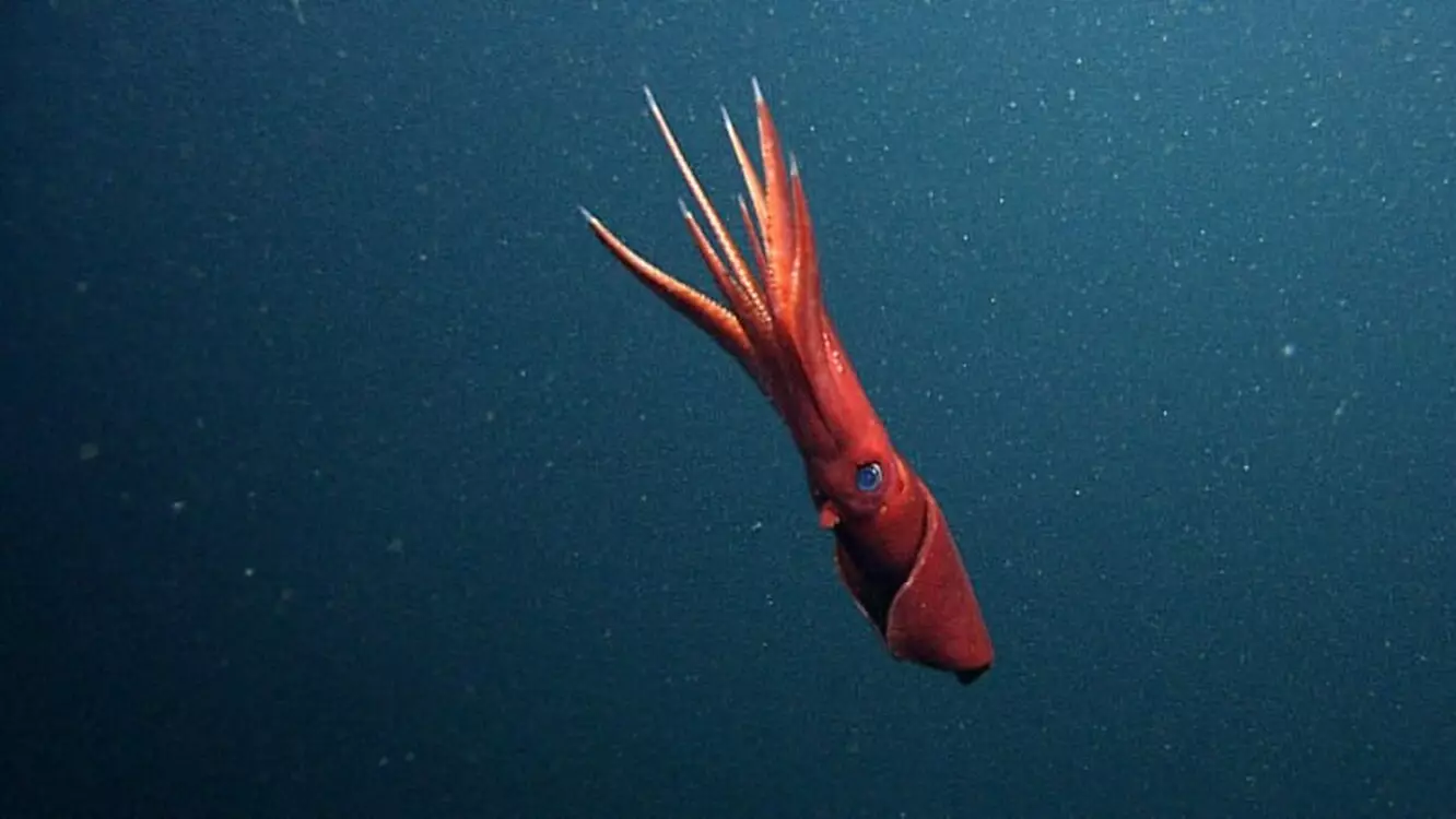 Ang Octopoteuthis deletron ay isang deep-sea squid na may kasanayan sa mga taktika sa pagtakas hanggang sa perpekto. Maaaring itapon ng mga butiki ang kanilang mga buntot, ang mga octopus at mga alimango ay mga buong paa, at ang mga pusit na ito ay mga piraso lamang ng mga galamay, na kumikinang din at pumipintig. Kaya, ang mandaragit ay naiwan sa pagkalito, at ang pusit ay naiwan sa karamihan ng mga paa.