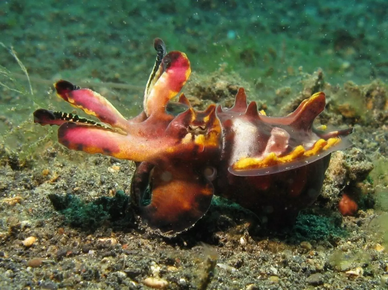 Metasepia pfefferi is in seldsume soarte fan inktfisken, ûnderskiede troch in grut talint foar kamouflage en in krêftich unyk gif dat yn sterkte net minder is as dat fan 'e blau-ringed octopus. Gelokkich foar minsken makket dit dizze inktfisk allinich net geskikt foar iten.