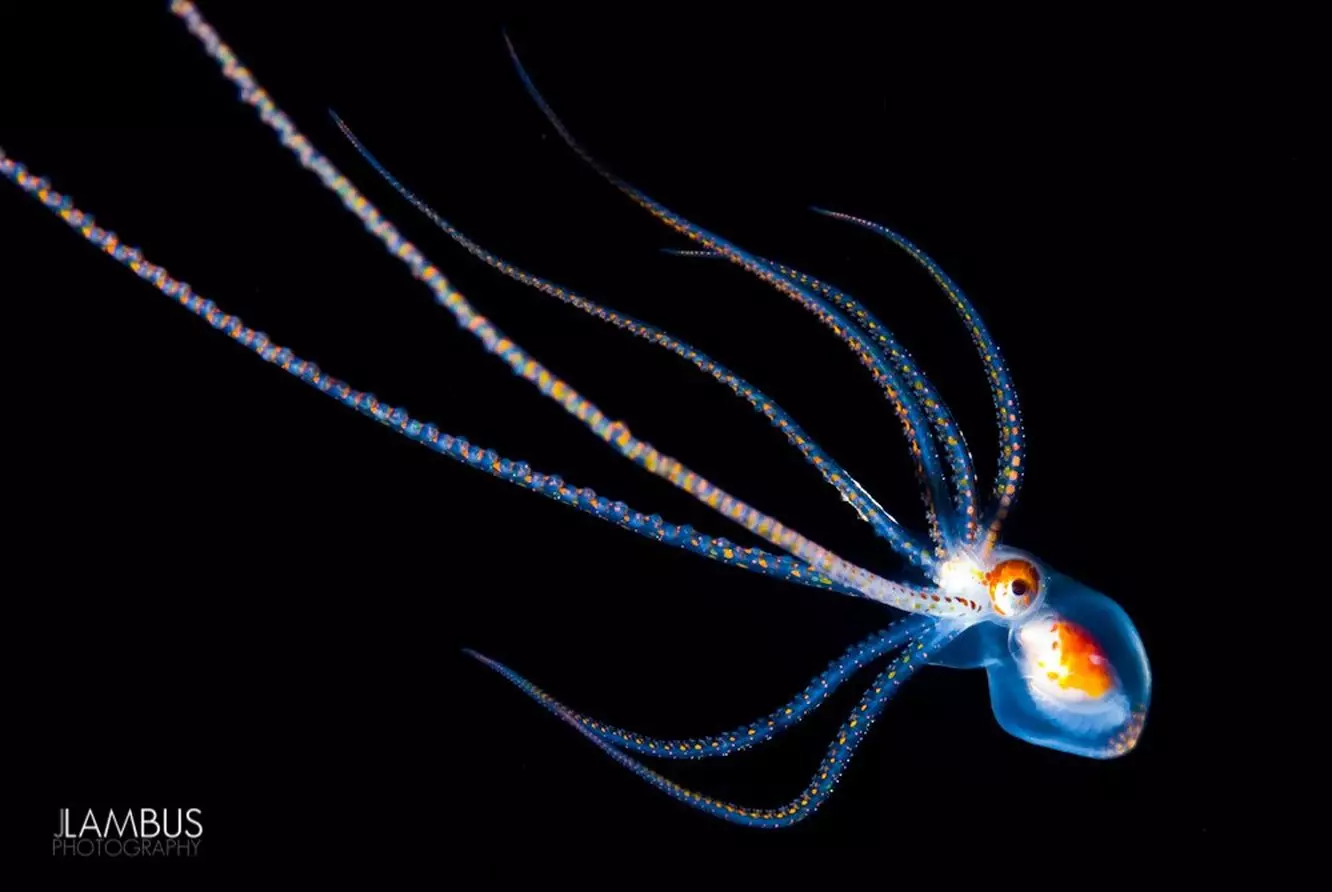 Ang Magnapinna ay mga deep-sea squid mula sa Atlantic at Indian Oceans na may mga galamay na hanggang walong metro ang haba. Sa napakalalim, ang gayong mga paa ay nakakatulong kapwa upang mahuli ang biktima at ipagtanggol ang kanilang sarili mula sa mga mandaragit.