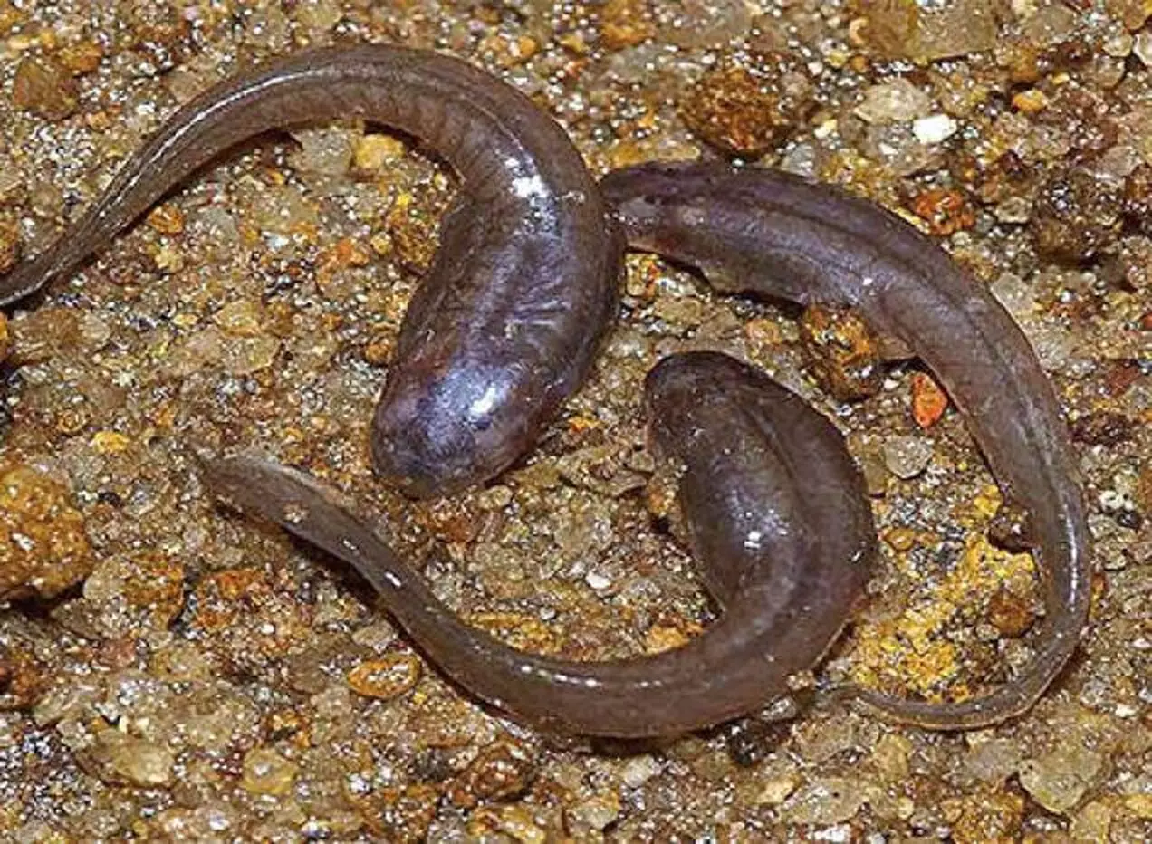 Tadpoles of Indian dance frogs (Micrixalus herrei) babengatholakali isikhathi eside. Ekugcineni batholakala ngaphansi kodaka lomfula: bemba imigudu enhlabathini namatshe amatshe. Abanye oshobishobi abanawo lawa makhono, kodwa laba ochwepheshe bangempela. Ngaphezu kwalokho, bagaya ukudla ngosizo lwezitho ezikhethekile - amasaka agcwele i-limestone.