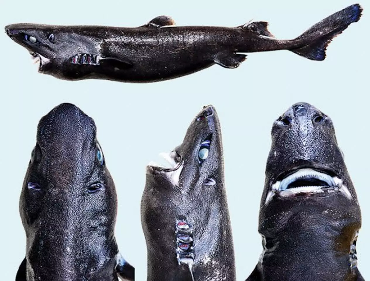 Etmopterus benchleyi, dar žinomas kaip juodasis dygliuotasis nindzių ryklys, neseniai buvo aptiktas Ramiajame vandenyne. Ši šiurpi juoda žuvis, gyvenanti 1,6 km gylyje, šviečia tamsoje. Ne visiškai, kaip ir kiti dygliuotieji rykliai, bet tik galvos srityje. Ryklių bioliuminescencija yra unikalus reiškinys; šiuo atveju su jo pagalba ryklys pritraukia aukas.