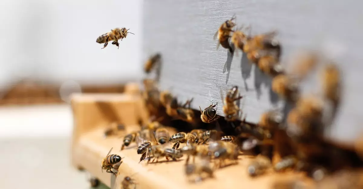 Wat geschitt wann Bienen ausstierwen: 10 Konsequenzen