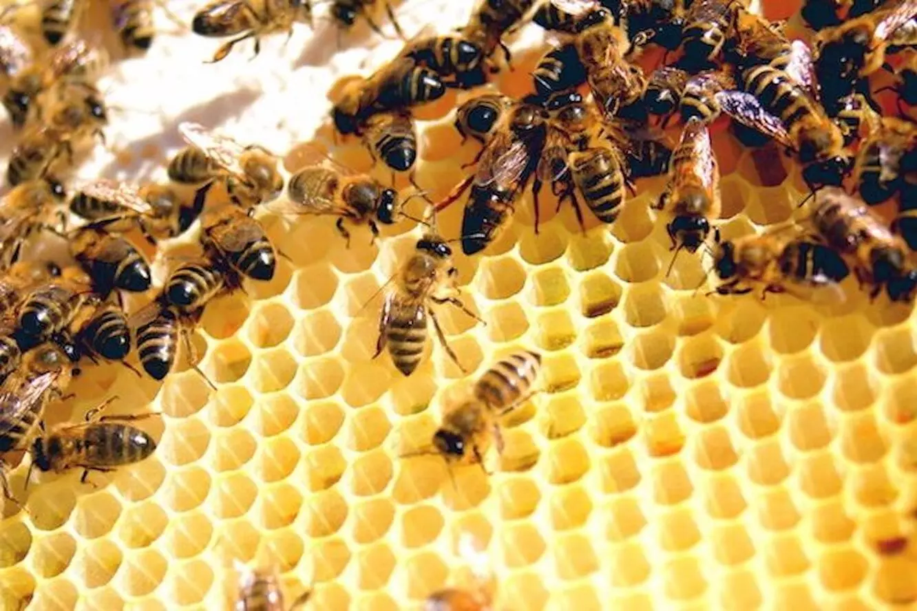 Er zal hongersnood zijn in veel landen. Overschakelen op gewassen met een lage bestuiving, zoals sojabonen en rijst, zal lang duren, wat sommige ontwikkelingslanden misschien niet hebben. Zo'n probleem zal zich alleen voordoen als de bijen morgen uitsterven, maar het geleidelijke uitsterven zal veel problemen met zich meebrengen.