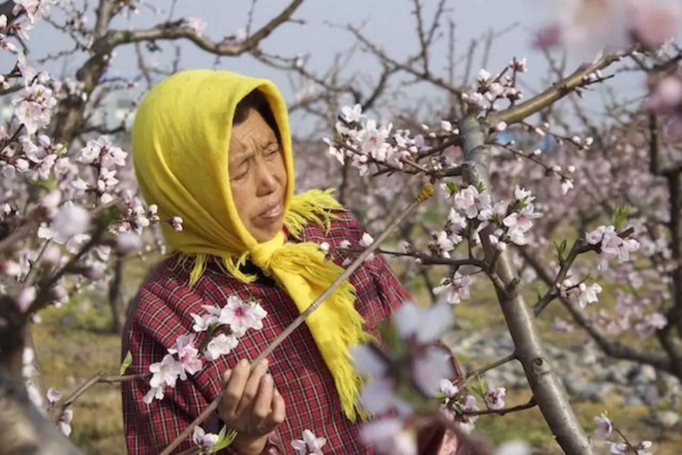 Oamenii vor trebui să polenizeze singuri plantele. Dar doar câteva și cu mult mai puțină eficiență. Această metodă este folosită în China, unde există o lipsă disperată de albine. Metoda cu găleată și perie cu polen poate ajuta la compensarea ușor dispariția albinelor, dar nu o poate înlocui.