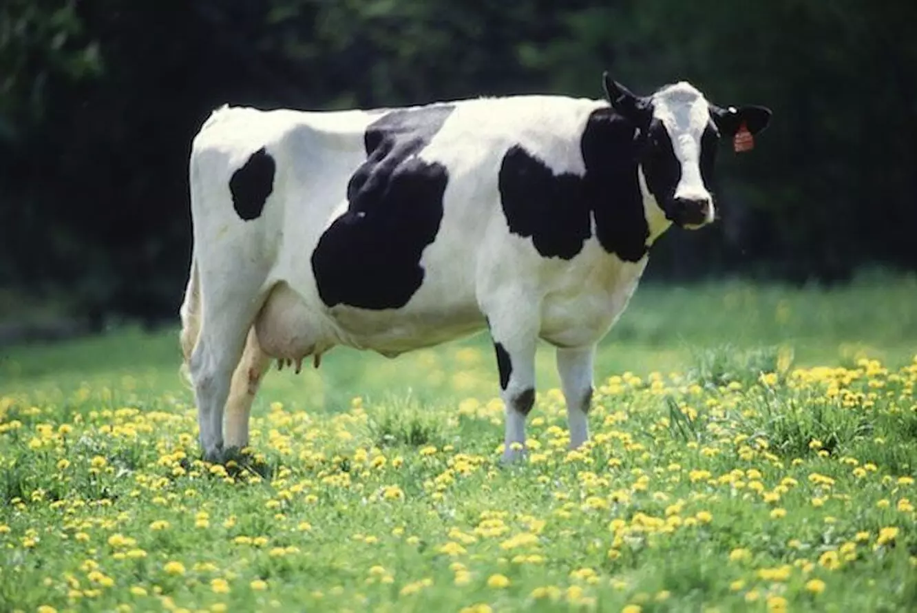 Mëllechprodukter verschwannen. Hutt Dir jeemools gefrot wat Mëllechkéi iessen? Hir Ernährung besteet aus méi wéi nëmmen einfach Gras. Kéi brauchen Alfalfa, eng Planz déi nëmme vu Bienen bestätegt gëtt. Schof a Geessen iwwregens och. Ouni et kënnt Dir souwuel Mëllech an all Derivatprodukter vergiessen.