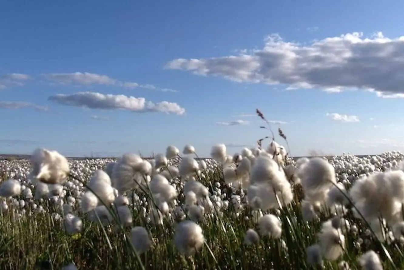 De Kotteng wäert verschwannen. A mat der Zäit, all d'Kleeder dovun, déi, fir et mild ze soen, vill sinn. Jo, mir hu geléiert wéi e syntheteschen Ersatz ze maachen, zum Beispill Polyester, awer an enger Welt ouni Koteng wäert de Präis dovun erheblech eropgoen.