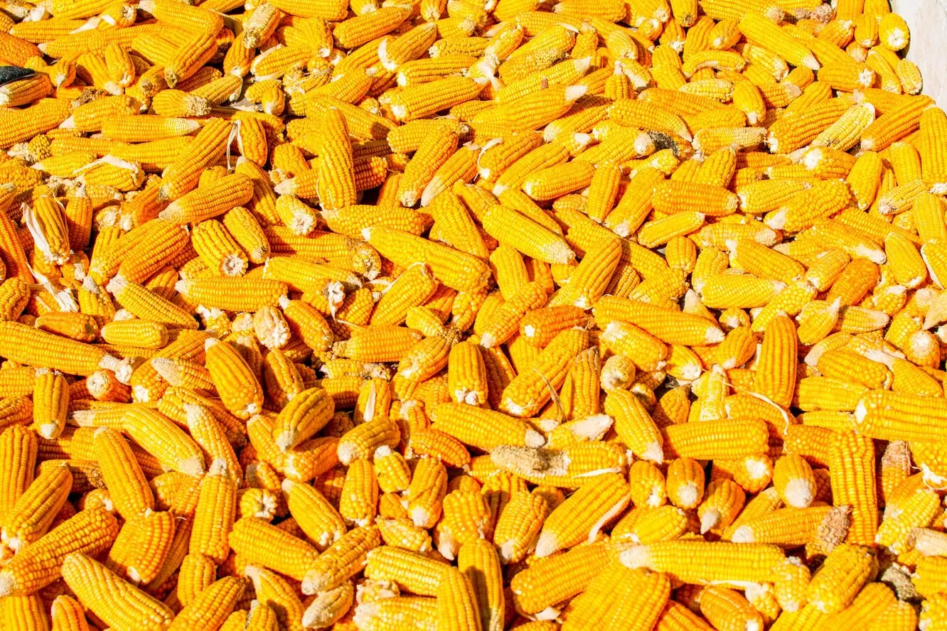How homemade corn appeared in the world 32022_2