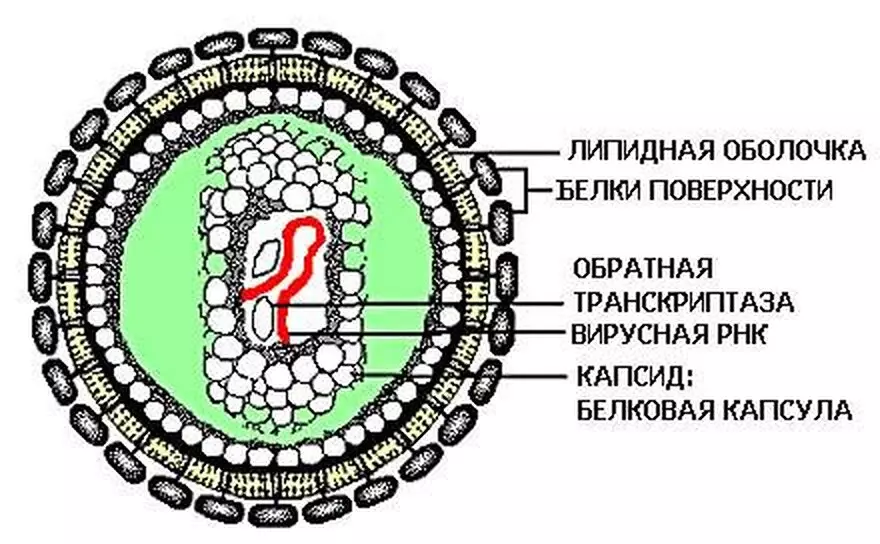 Atšķirībā no mums, dzīvotspējīgo retrovīrusu ģenētiskais materiāls tiek glabāts RNS molekulu veidā.