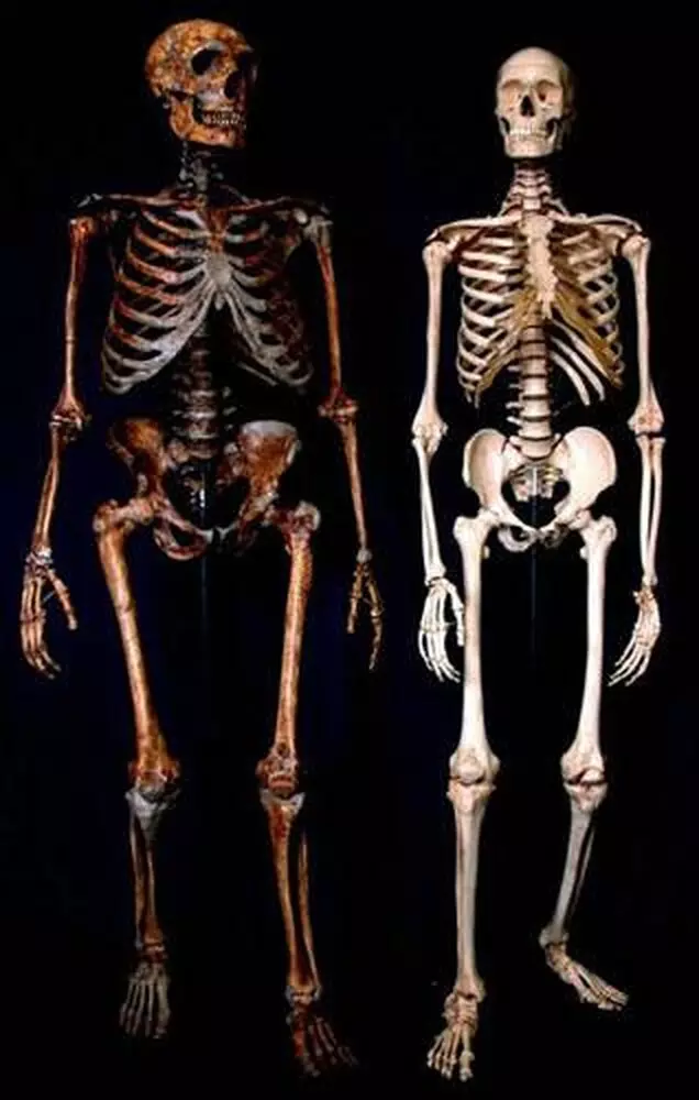 Neandertal və müasir insanın skeleti: bizimkilər daha zərif görünür