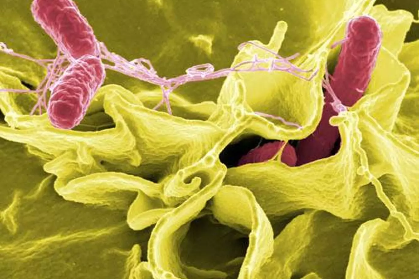 Liwwerung Fro: Salmonella absorbéiert den Tumor