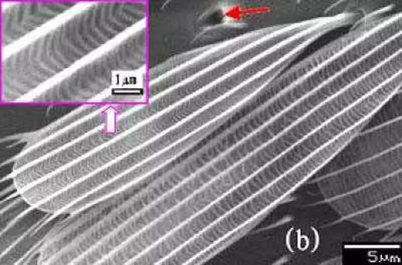 The microstructure of the mosquito limbs, allowing it to move through the water