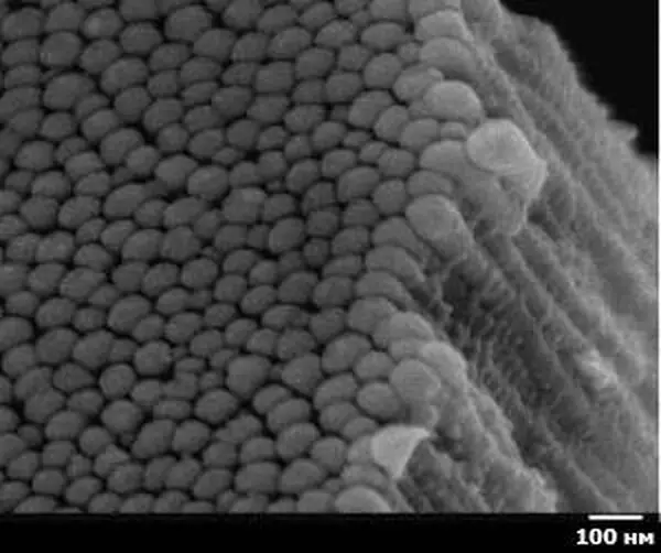 Una matrice di nanotubi di Ti-Fe-O al microscopio elettronico