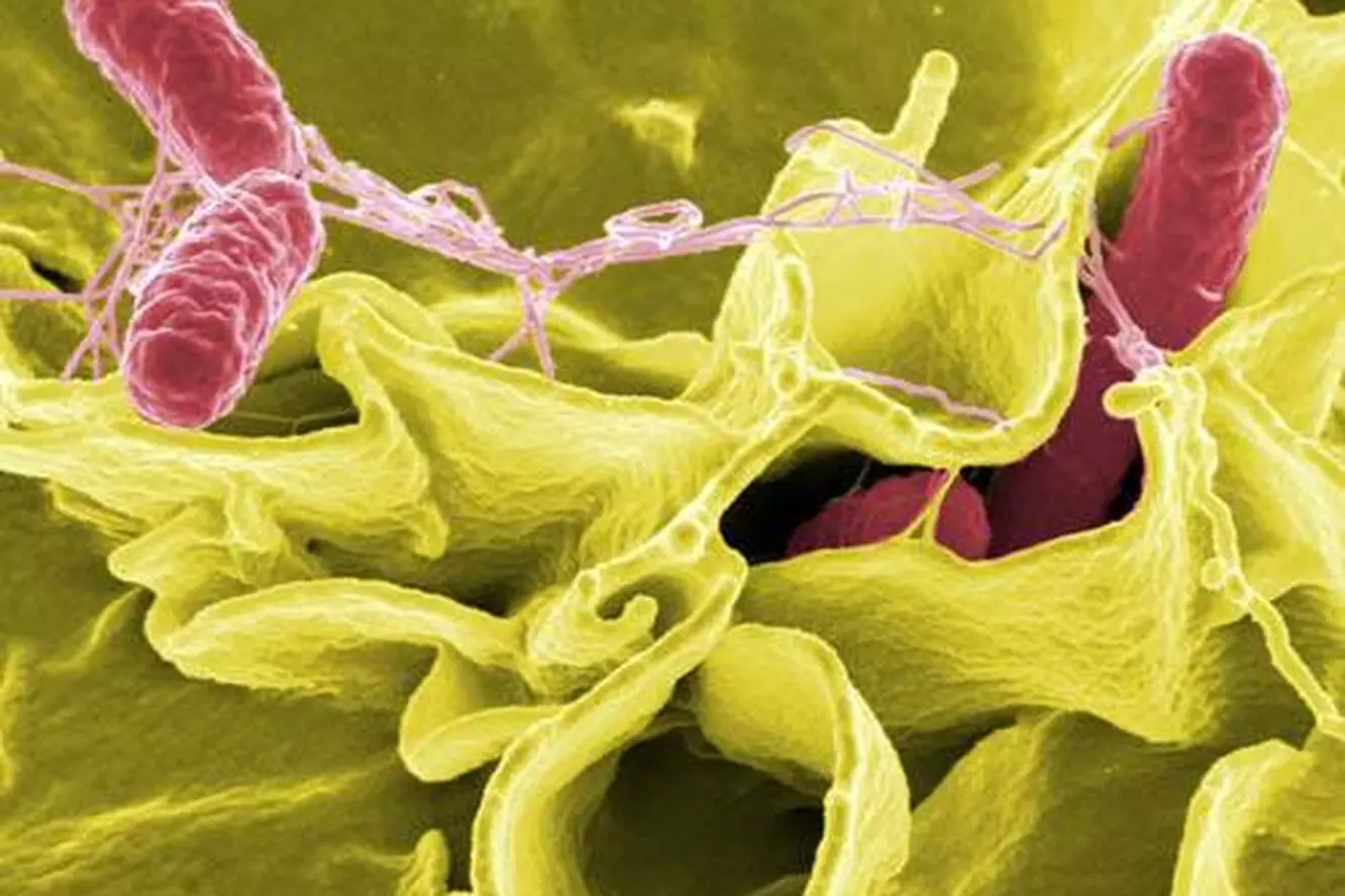 Salmonellosis orbital: Bebaya saka papan