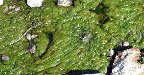 Algae دنيا کي بچائيندو: جيڪڏهن توهان لوهه سان سمنڊن کي ڀريندؤ