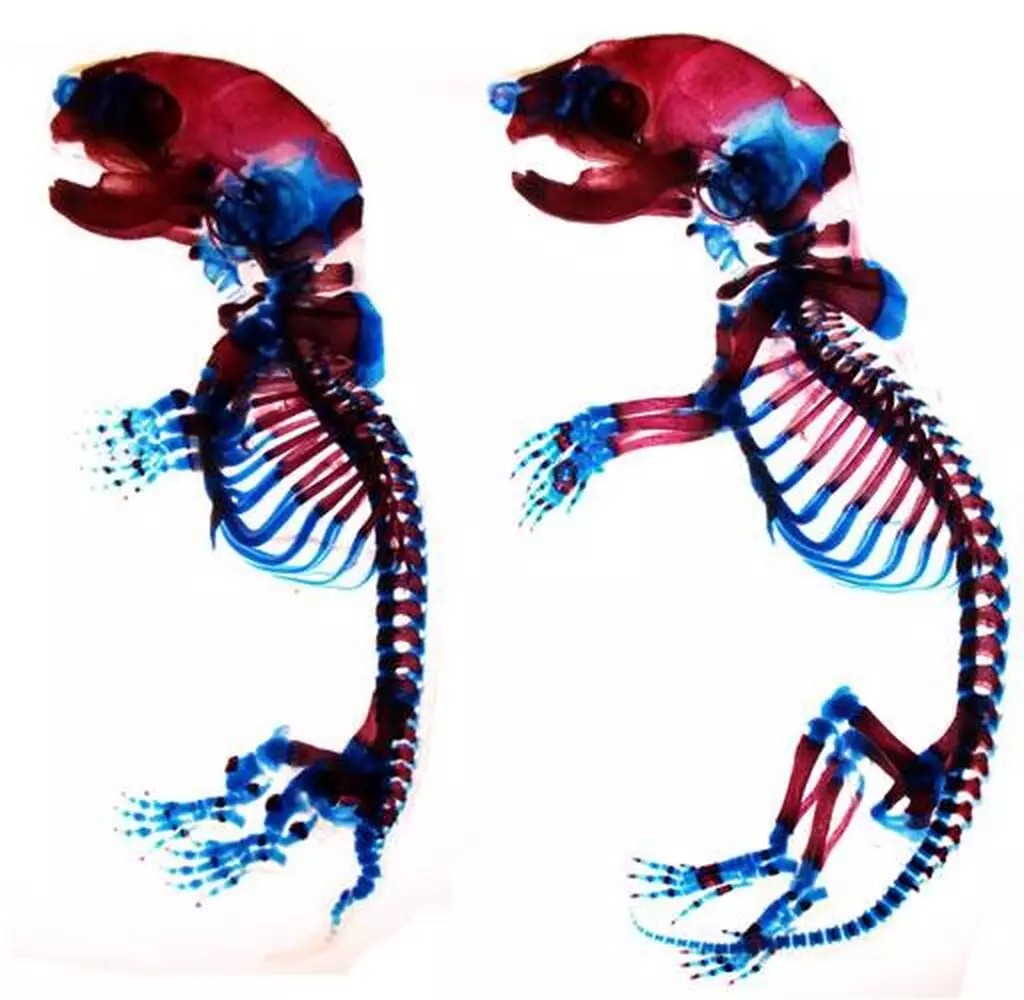 Ein anschauliches Beispiel für die Anwendung der neuen Methode: Die Autoren „knocked“ ein an der Skelettbildung beteiligtes Gen aus, dessen Mutation zur Deformation von Schwanz und Gliedmaßen führt (links)