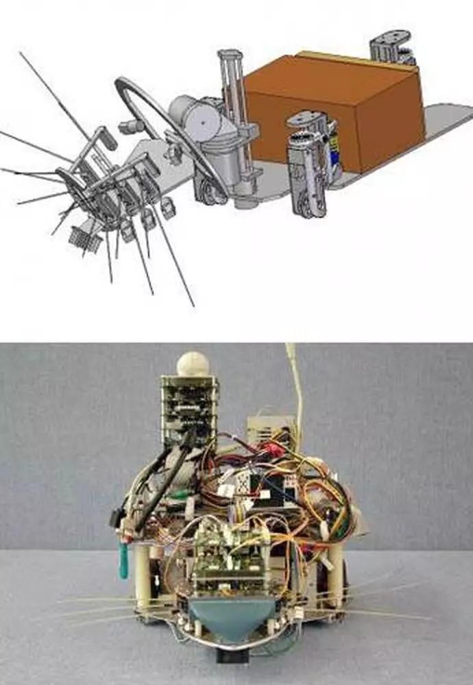 Concepte BIOTACT: ScratchBot "robot rata" a l'esquema i al projecte