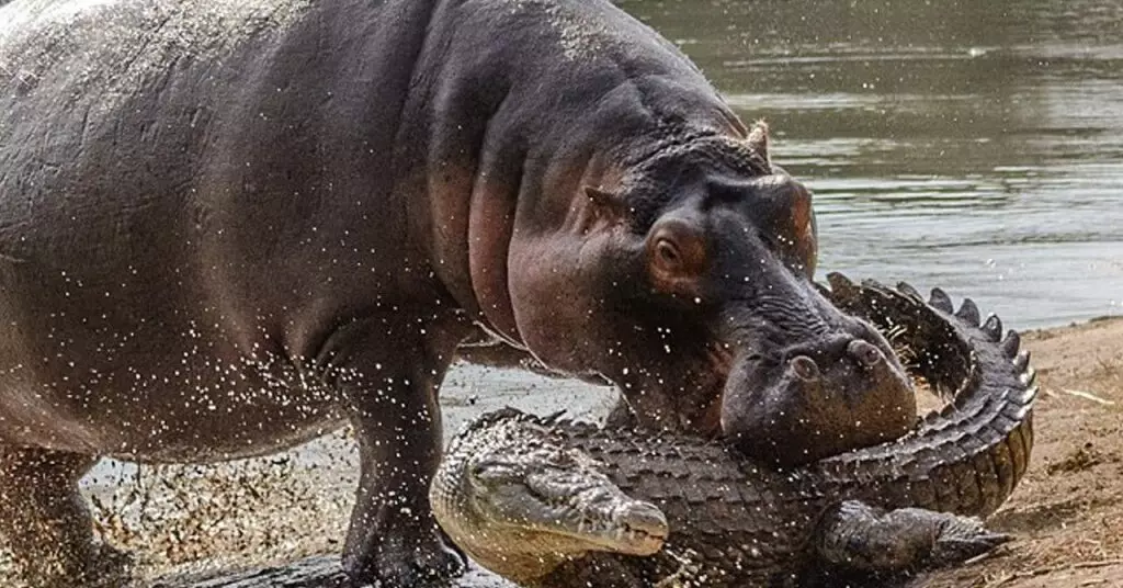 La mordida más fuerte del mundo animal: una selección de animales con las mandíbulas más poderosas