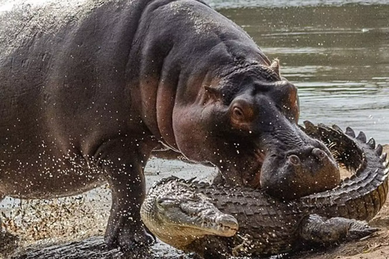 শ্বাসরোধ: সবচেয়ে শক্তিশালী কামড় সহ 10টি প্রাণী। তাদের থেকে দূরে থাকুন