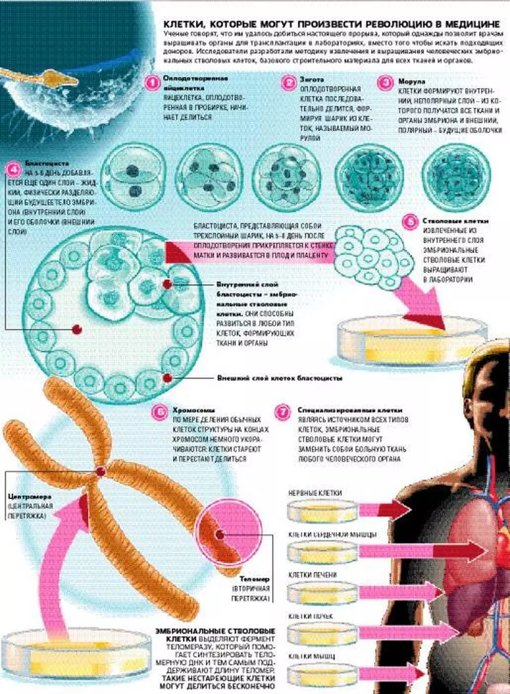 Cèl·lules que podrien revolucionar la medicina Els científics diuen que han aconseguit un avenç que un dia permetrà als metges cultivar òrgans per trasplantar-los als laboratoris en lloc de buscar donants adequats. Els investigadors han desenvolupat una tècnica per extreure i fer créixer cèl·lules mare embrionàries humanes, els components bàsics de tots els teixits i òrgans.