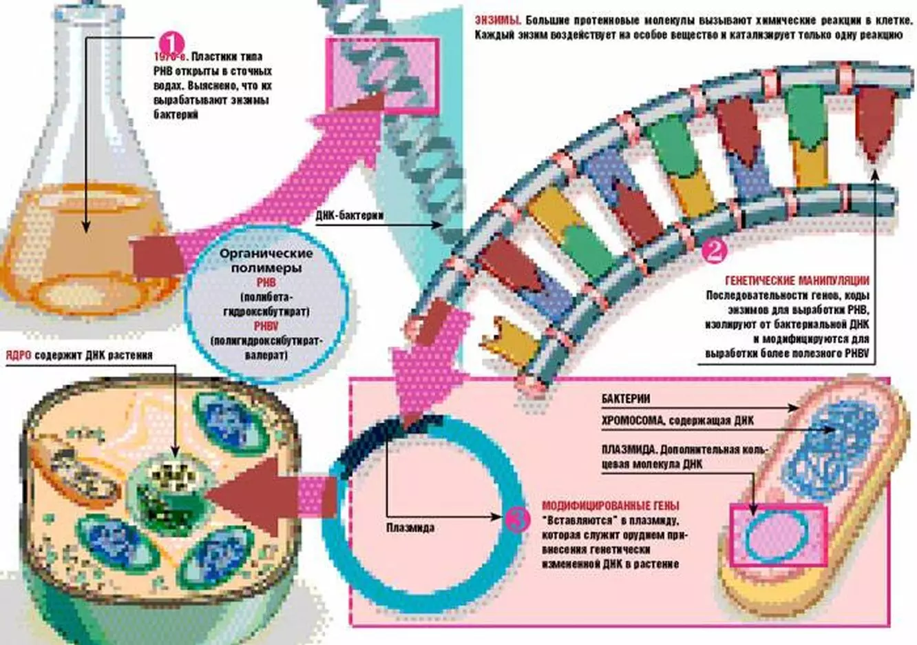 Cách trồng cây siêu dẻo Các nhà khoa học đã tạo ra một loại cây biến đổi gen, hạt của chúng có chứa polyme hữu cơ PHBV. Nó được làm từ một loại nhựa nhiệt dẻo tự hủy. Một số loại vi khuẩn tạo ra polyme như PHBV, sử dụng chúng làm nguồn dự trữ năng lượng, như tinh bột ở thực vật hoặc glycogen ở động vật.