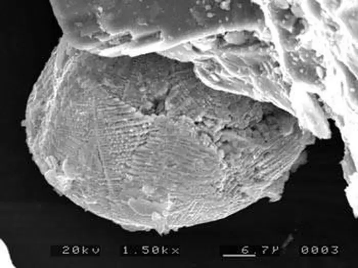 Ein Mikrometeorit, hundertmal kleiner als ein Sandkorn, „löste“ sich nach einem Sturz vor etwa 470 Millionen Jahren in einen Kalksteinfelsen, der in Schottland gefunden wurde