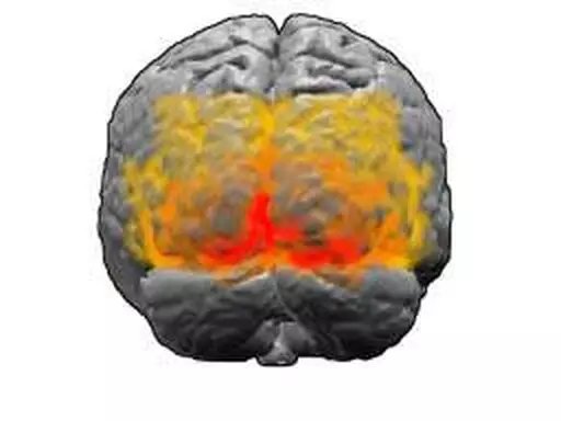 De striate cortex is yn dizze figuer yn read markearre.